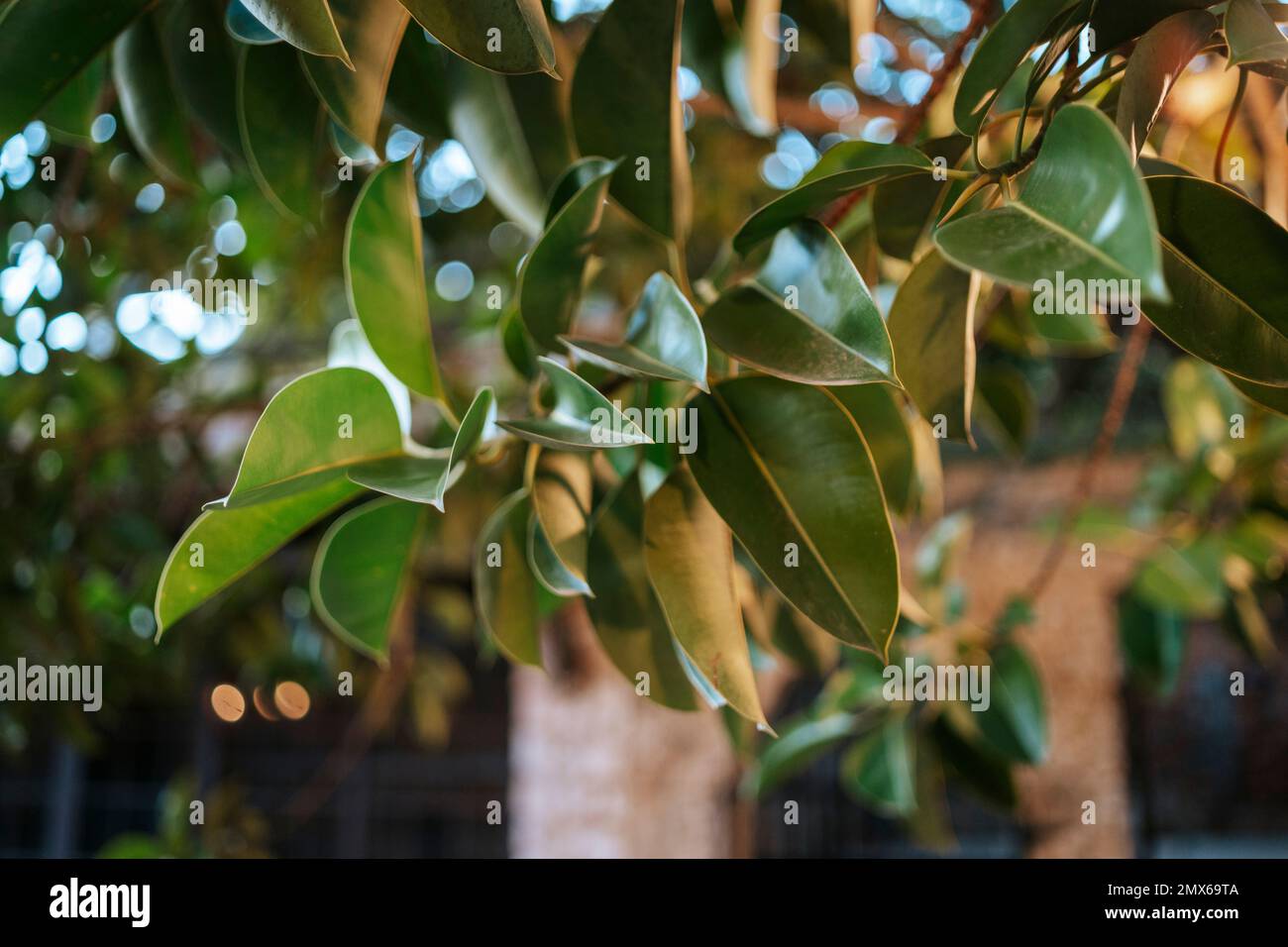Shiny leaves houseplant hi-res stock photography and images - Alamy