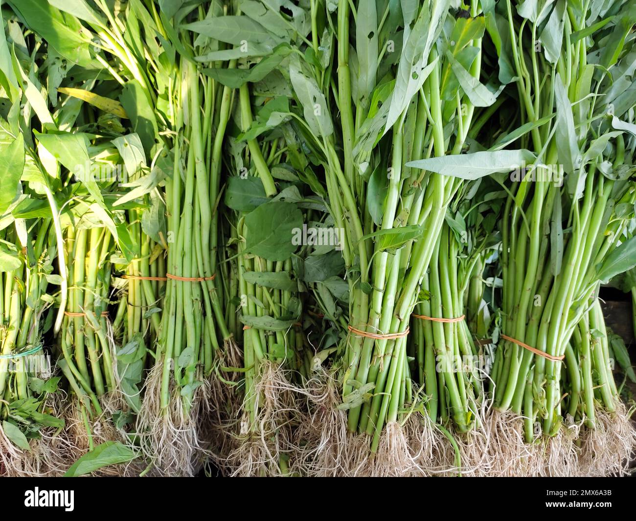 Vegetable, Pile of Water Spinach or Ipomoea Aquatica Selling at Fresh ...