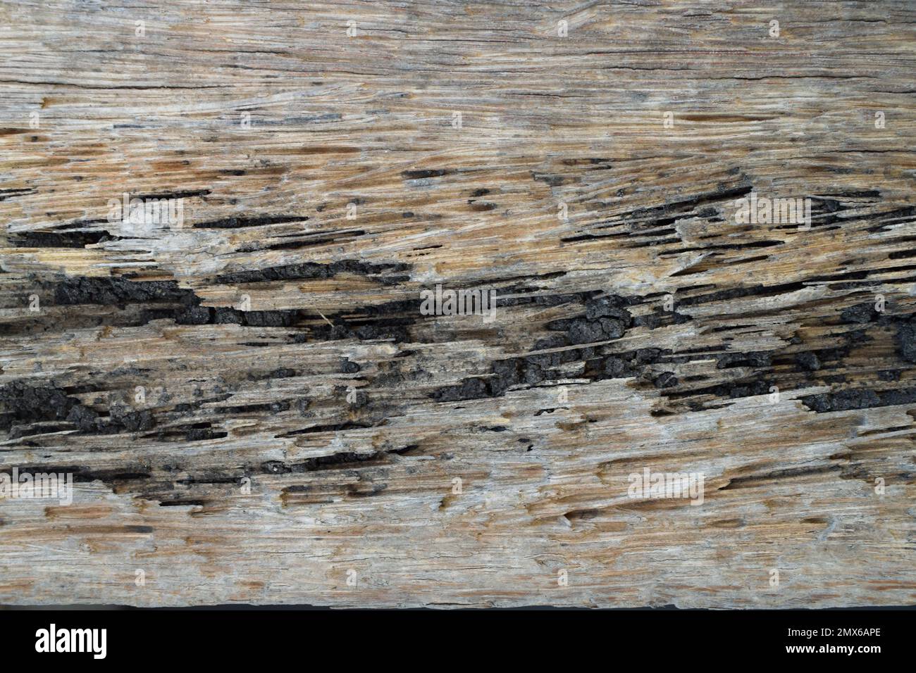 Rotting wood texture hi-res stock photography and images - Alamy