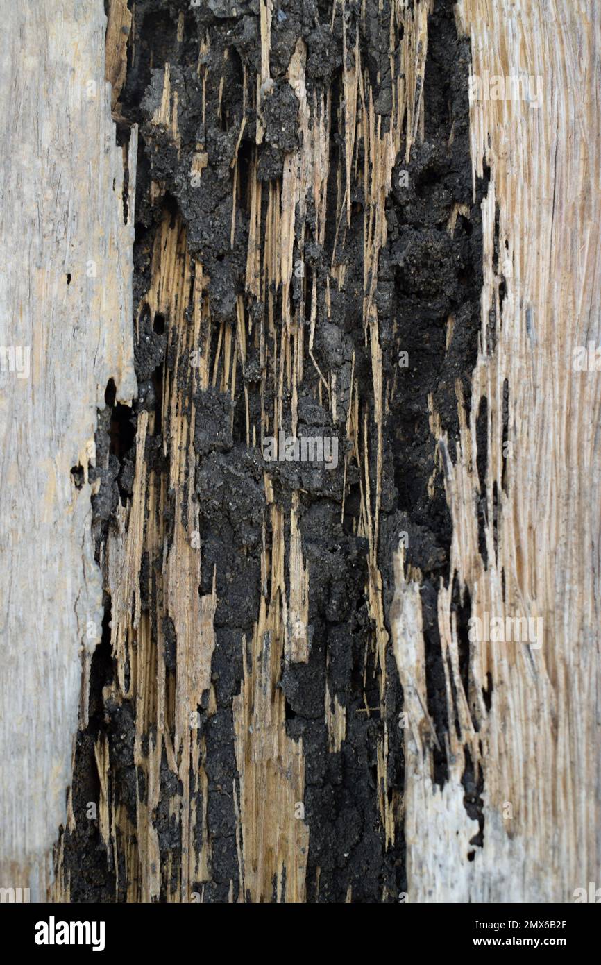 Close-up Rotten wood eaten by termites Stock Photo - Alamy