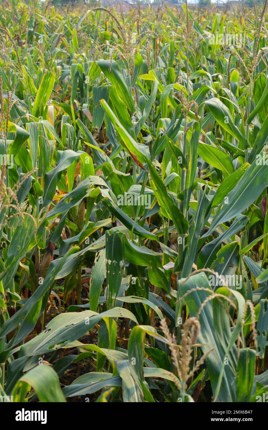 Maize or corn seedling hi-res stock photography and images - Alamy