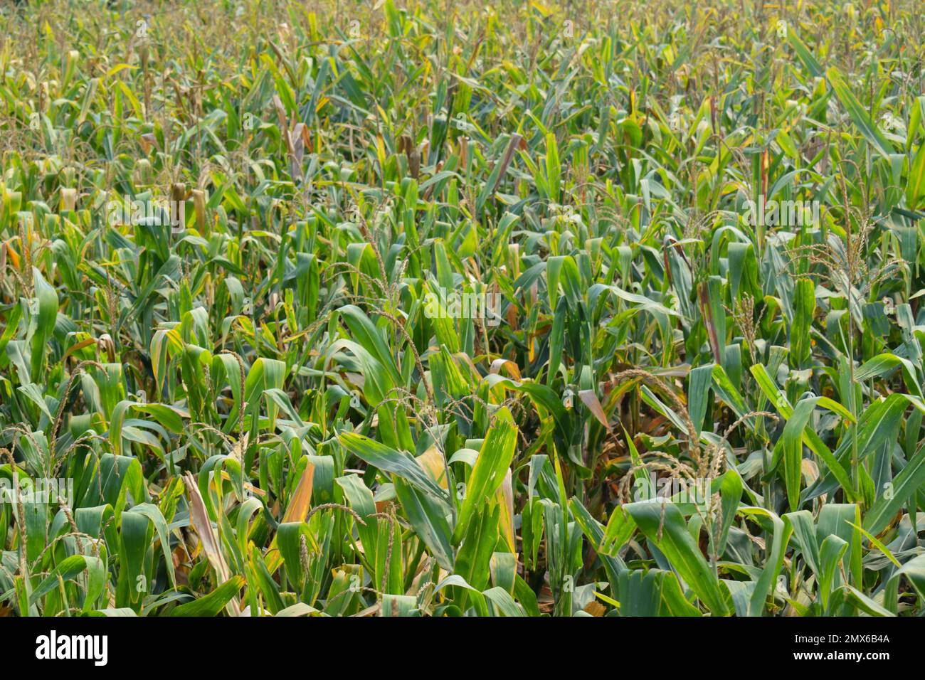 Fresh green sprouts of maize on the field. Growing young green corn ...