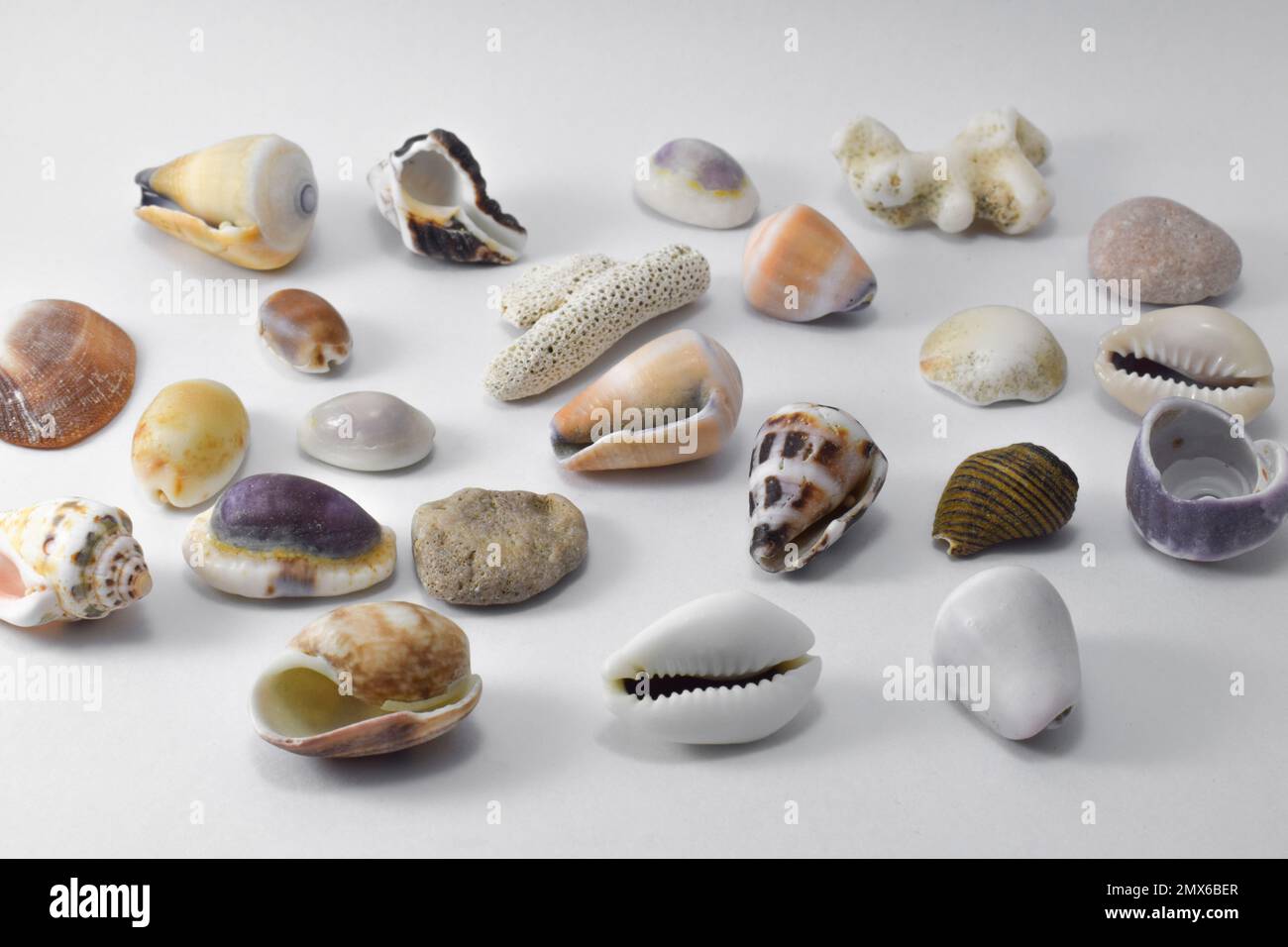 Seashells isolated on white background. Top view Stock Photo - Alamy