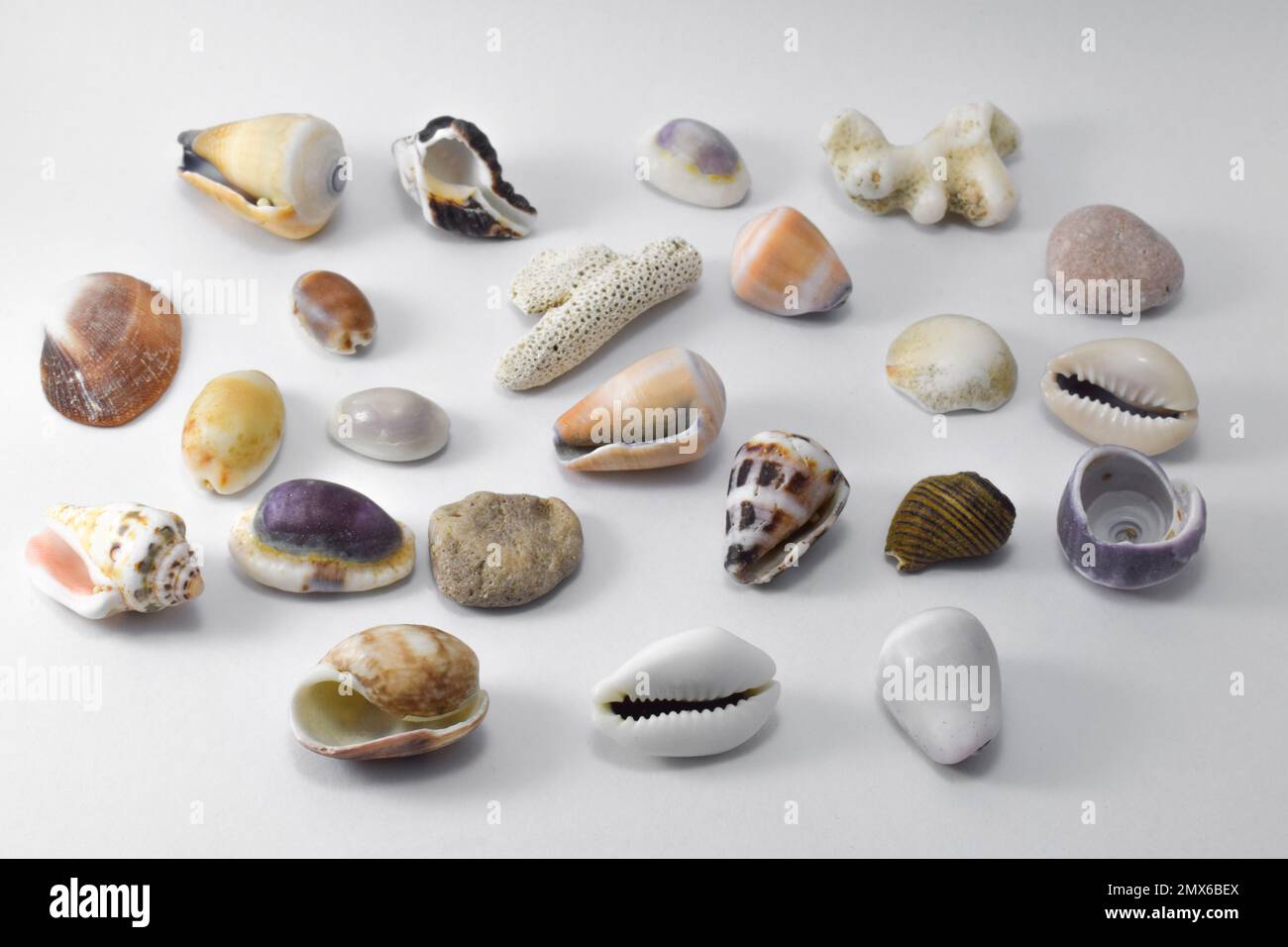 Seashells isolated on white background. Top view Stock Photo - Alamy