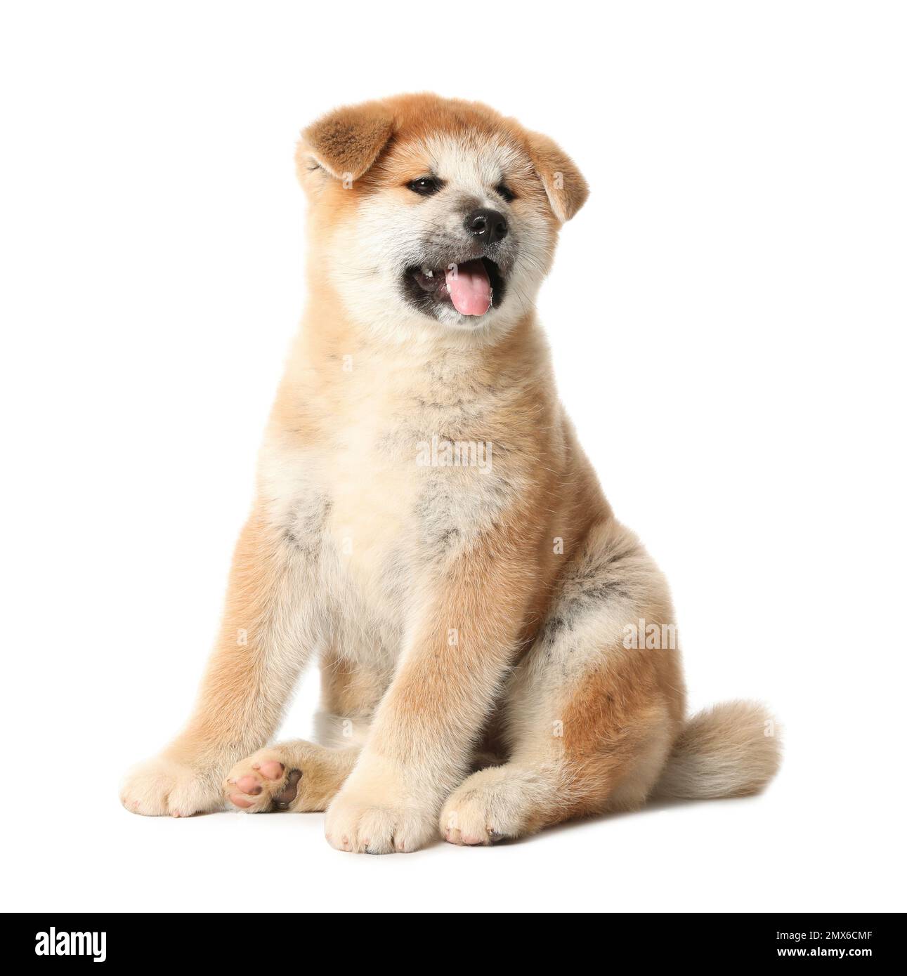 Cute Akita Inu puppy on white background. Baby animal Stock Photo - Alamy