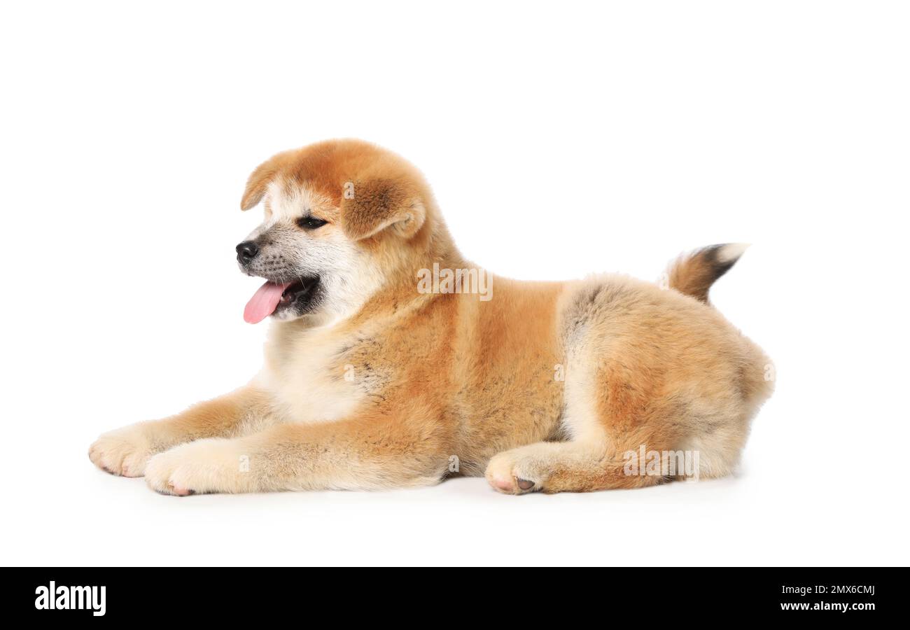 Cute Akita Inu puppy on white background. Baby animal Stock Photo - Alamy