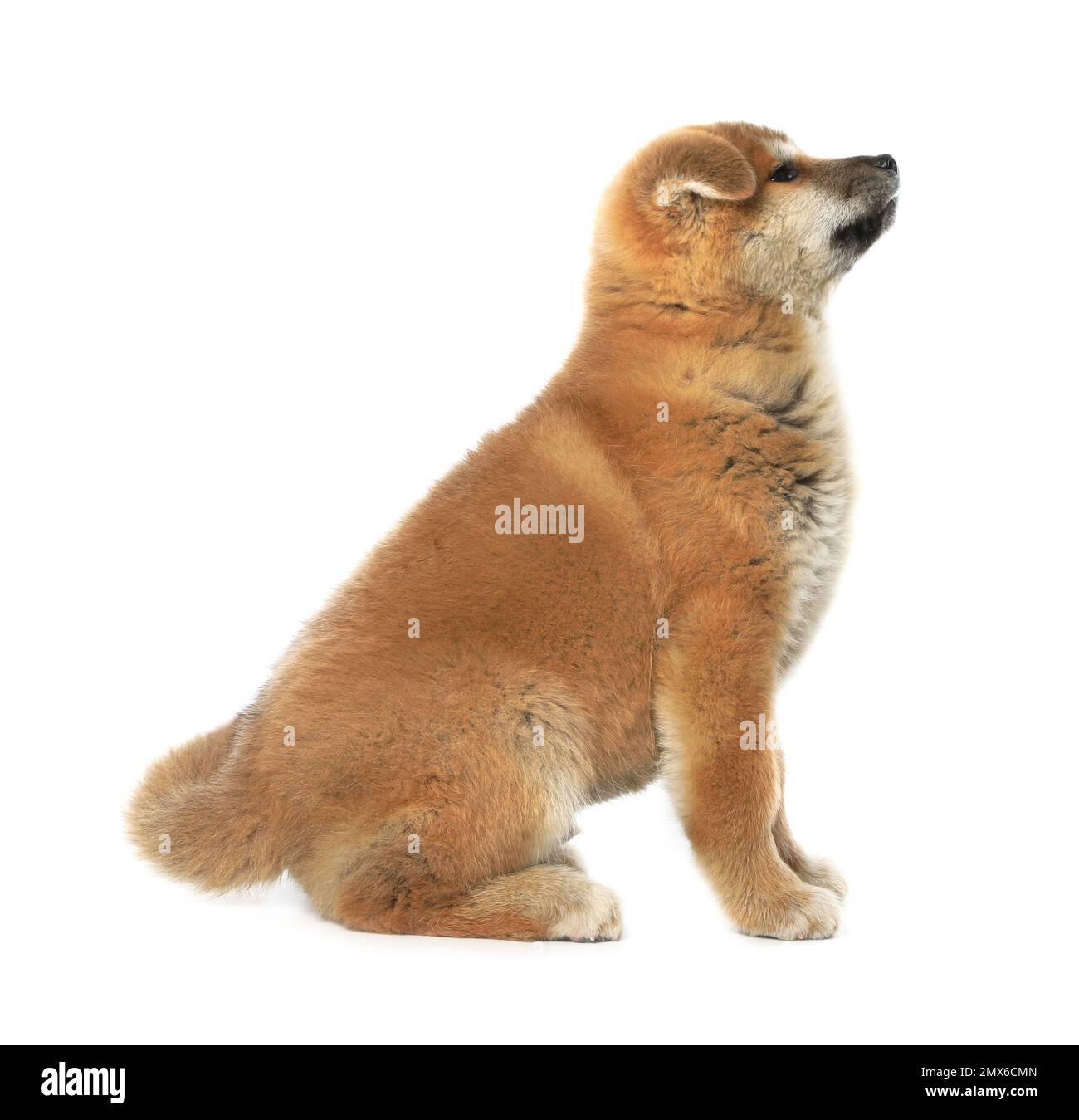 Cute Akita Inu puppy on white background. Baby animal Stock Photo - Alamy