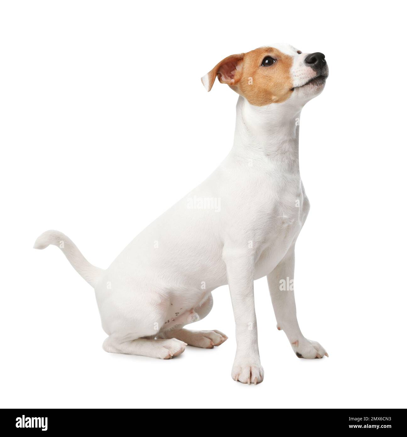 Cute Jack Russel Terrier on white background. Lovely dog Stock Photo ...