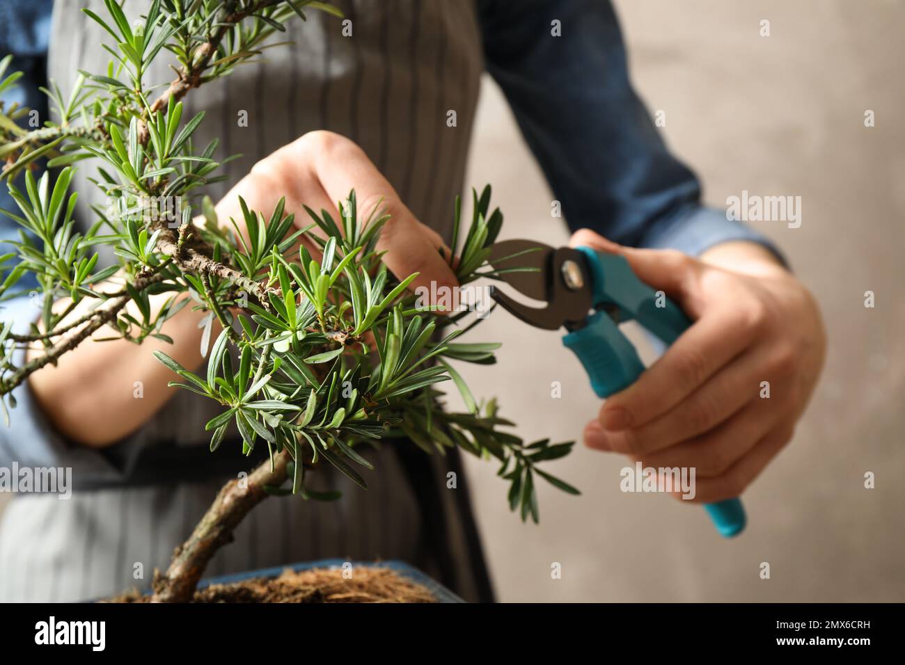 Woman trimming Japanese bonsai plant, closeup. Creating zen atmosphere ...