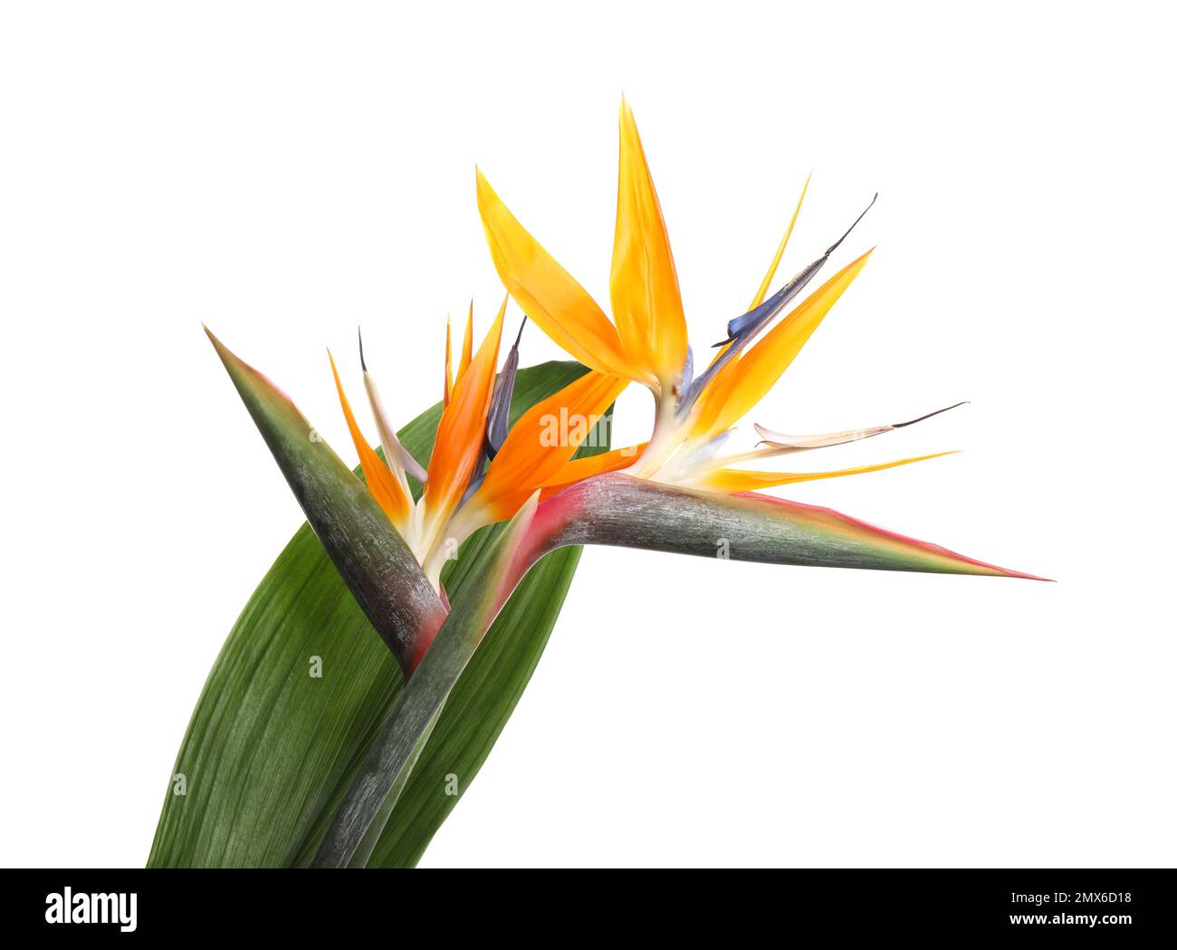 Bird of Paradise tropical flowers isolated on white Stock Photo - Alamy