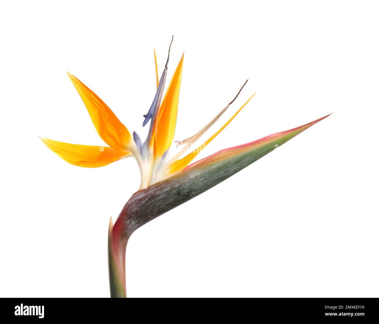 Bird of Paradise tropical flower isolated on white Stock Photo - Alamy