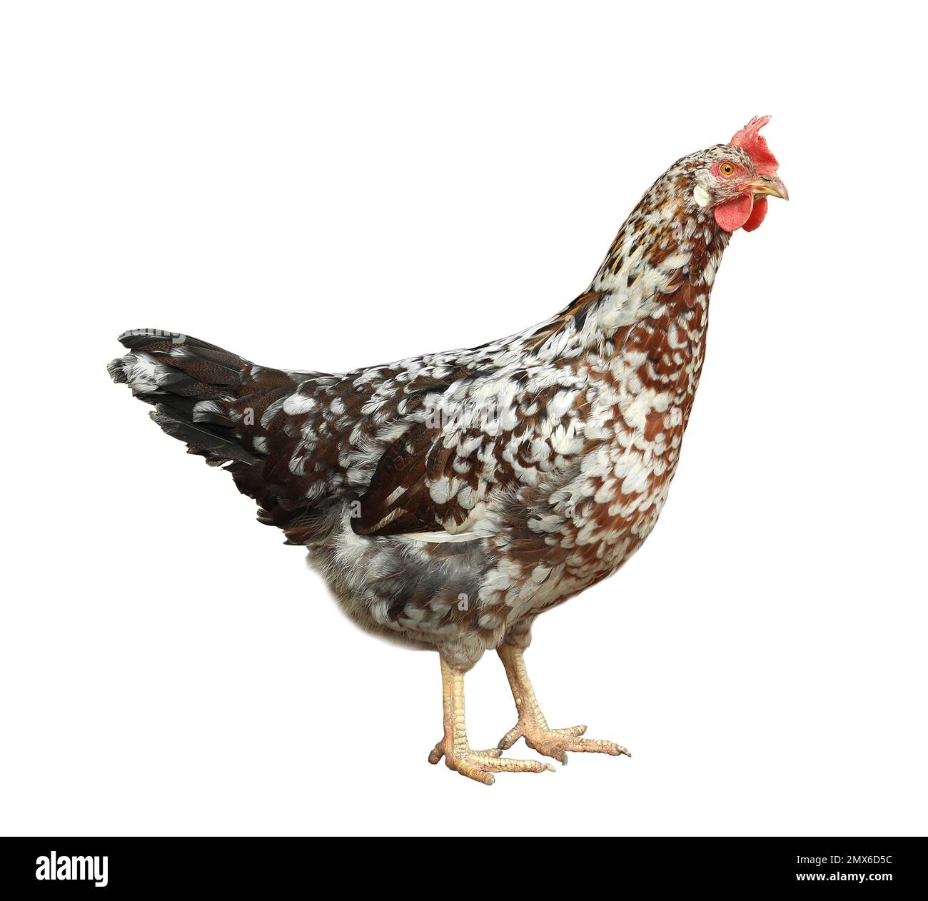 Beautiful chicken on white background. Domestic animal Stock Photo - Alamy