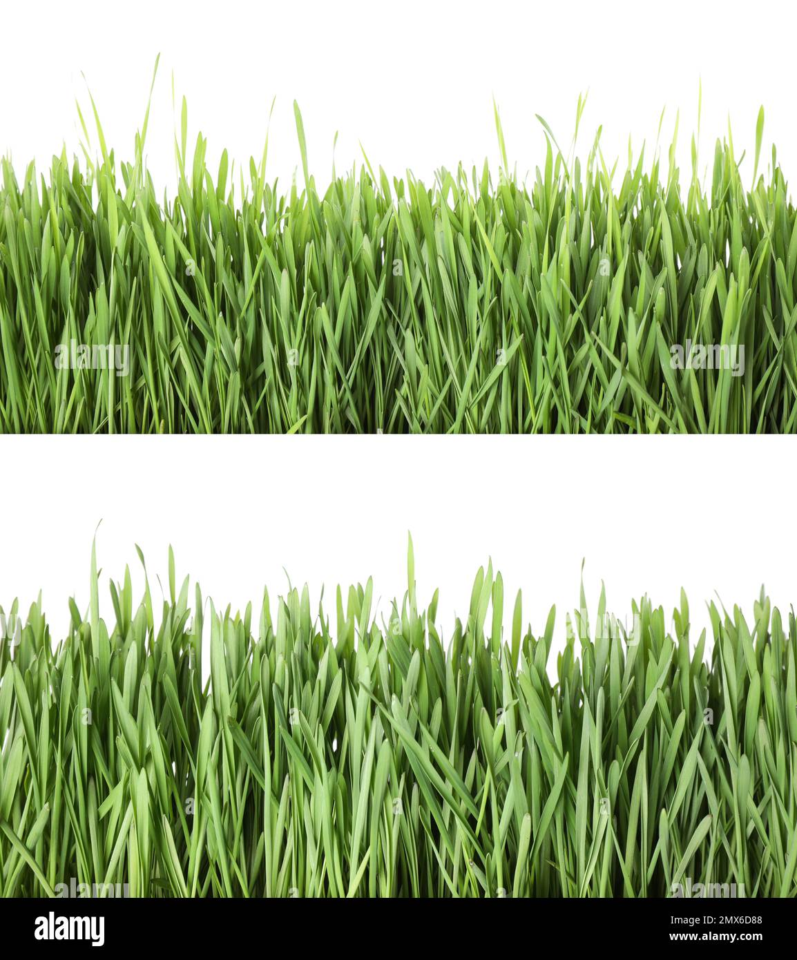 Collage of fresh green grass on white background. Spring season Stock ...