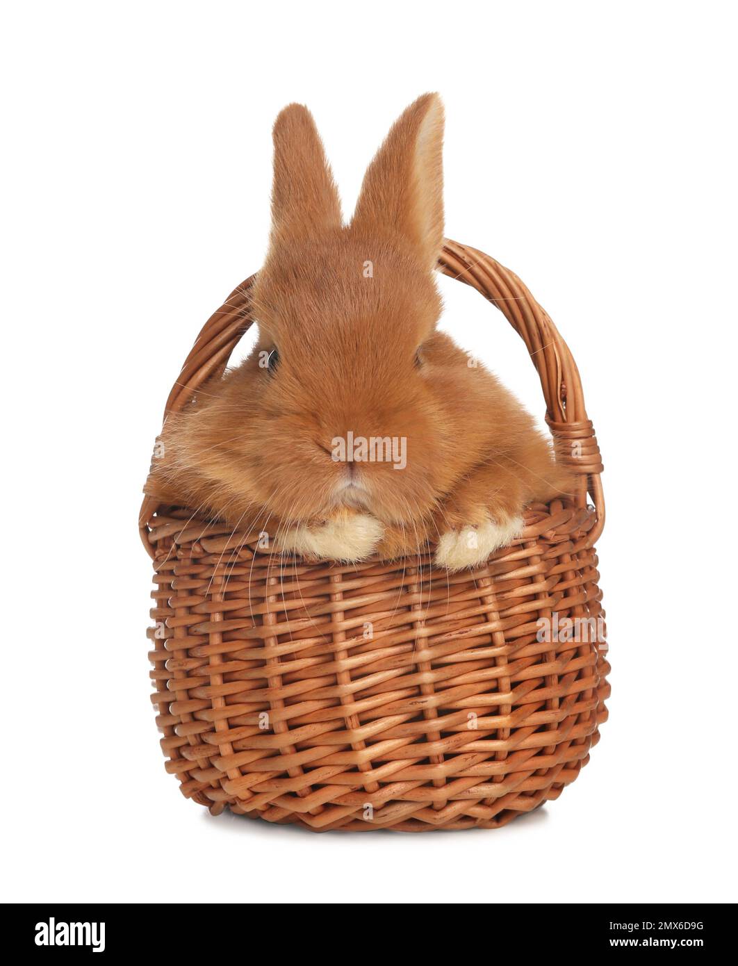 Adorable fluffy bunny in wicker basket isolated on white. Easter symbol ...