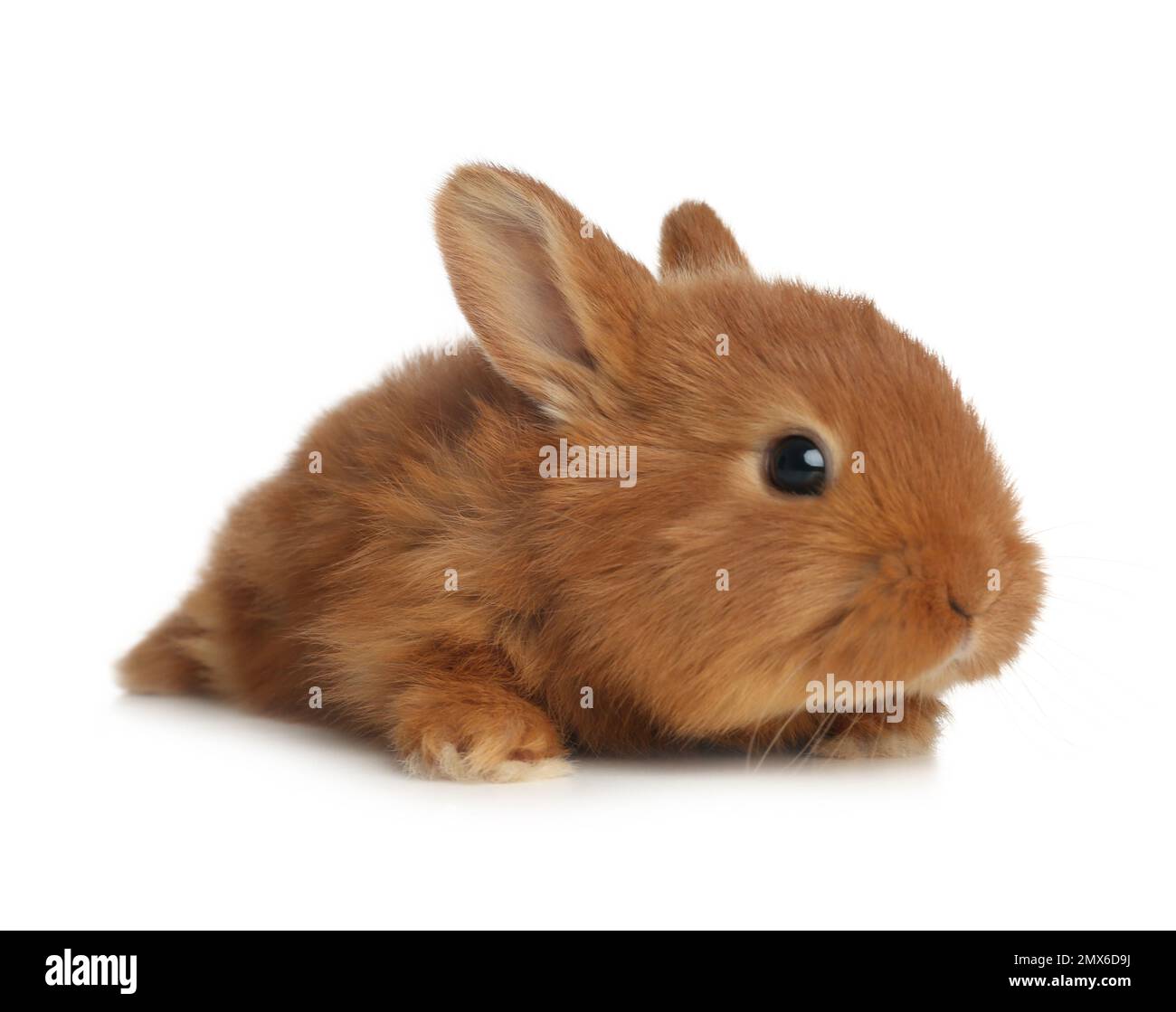 Adorable fluffy bunny isolated on white. Easter symbol Stock Photo - Alamy