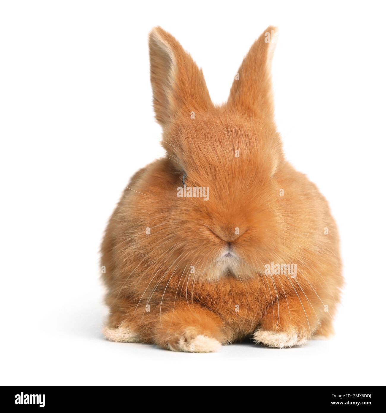 Adorable fluffy Easter bunny on white background Stock Photo - Alamy