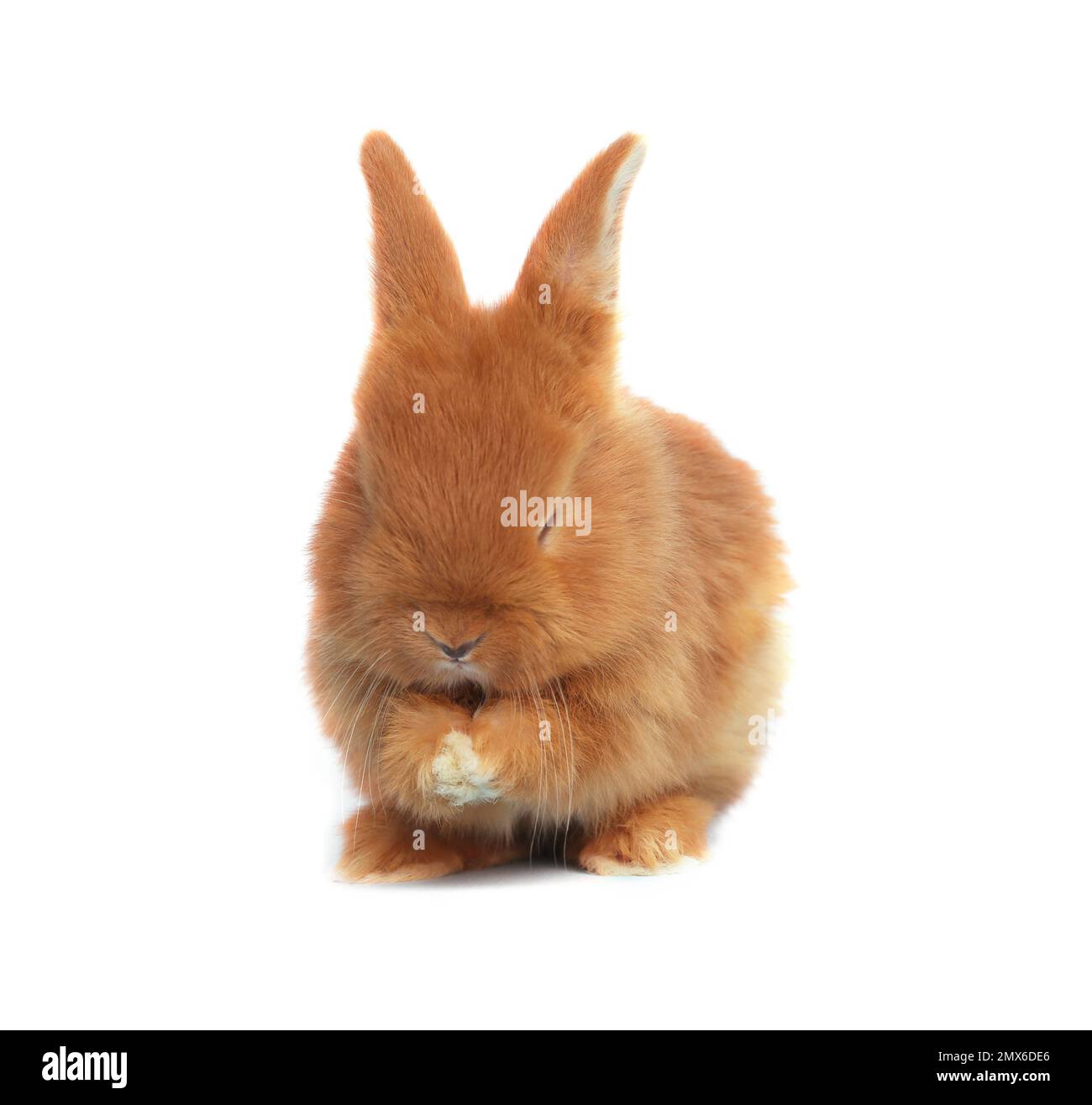 Adorable fluffy Easter bunny on white background Stock Photo - Alamy