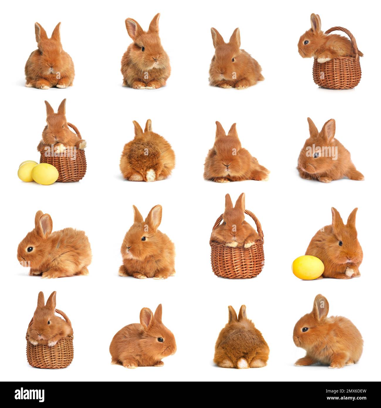 Collage with adorable fluffy Easter bunnies on white background Stock ...
