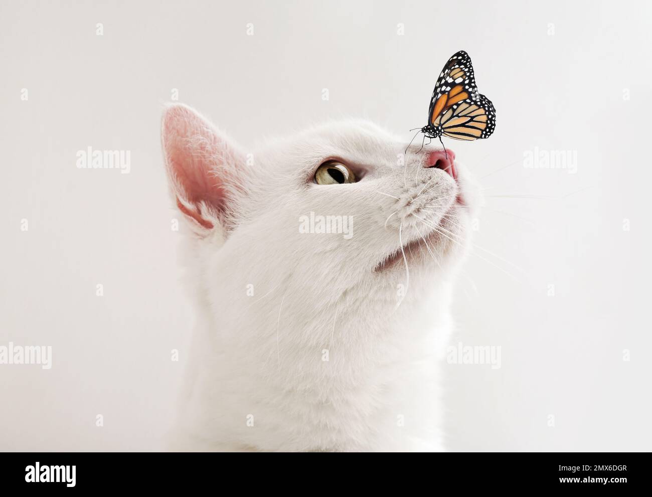 Cute tabby cat and butterfly on white background Stock Photo - Alamy