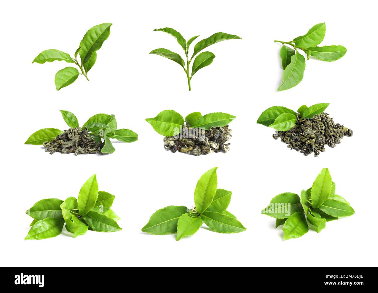 Set of dry and fresh tea leaves on white background Stock Photo - Alamy