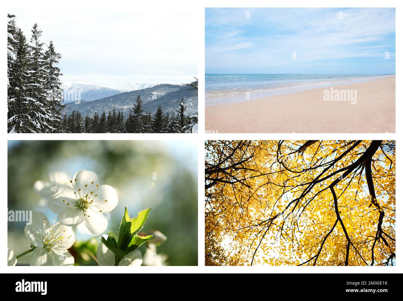 Beautiful photos of nature. Four seasons collage Stock Photo - Alamy