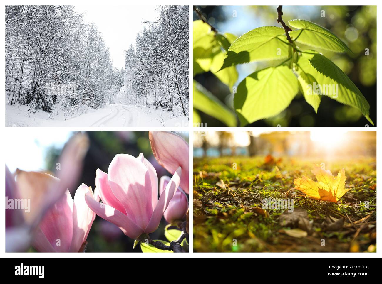 Beautiful photos of nature. Four seasons collage Stock Photo - Alamy