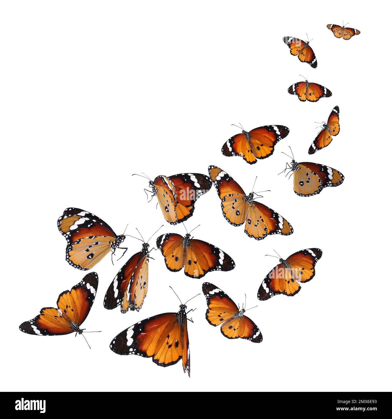 Set of many flying painted lady butterflies on white background Stock ...