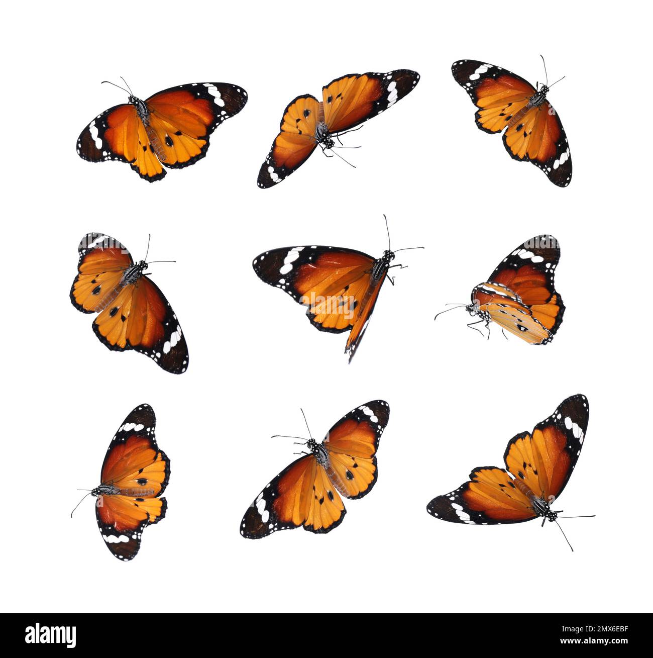 Set of many flying painted lady butterflies on white background Stock ...