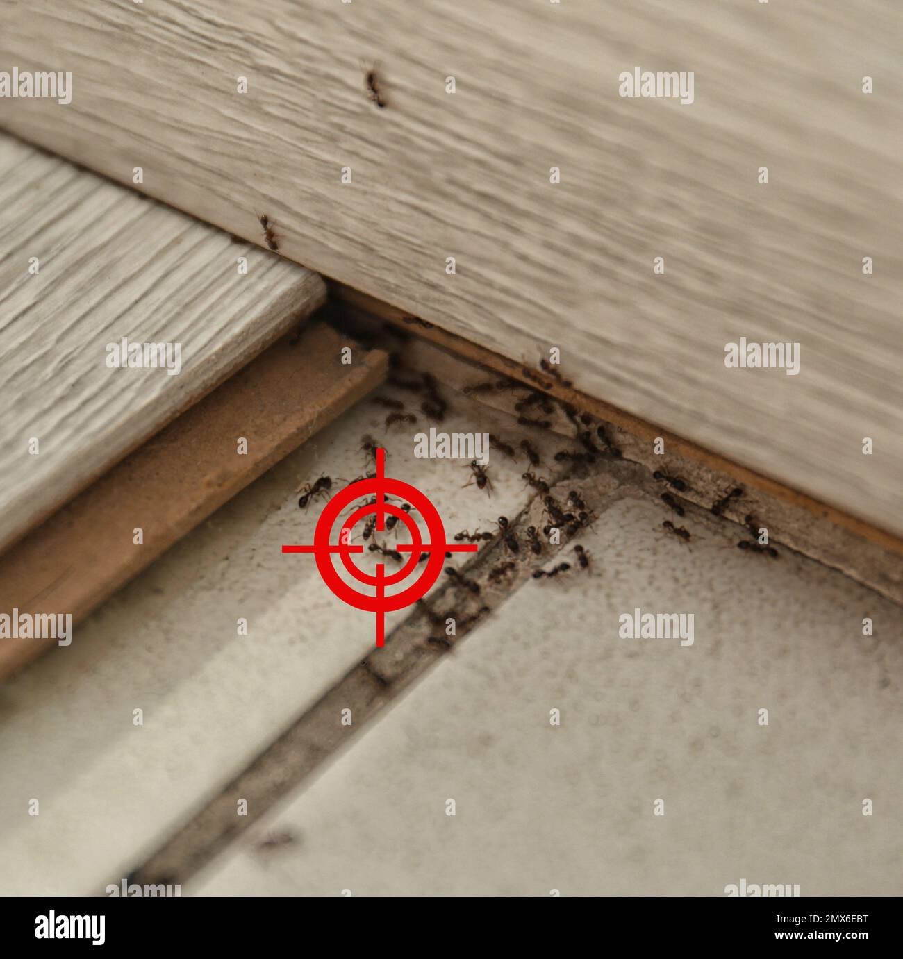 Gun target on ants at home. Pest control Stock Photo - Alamy