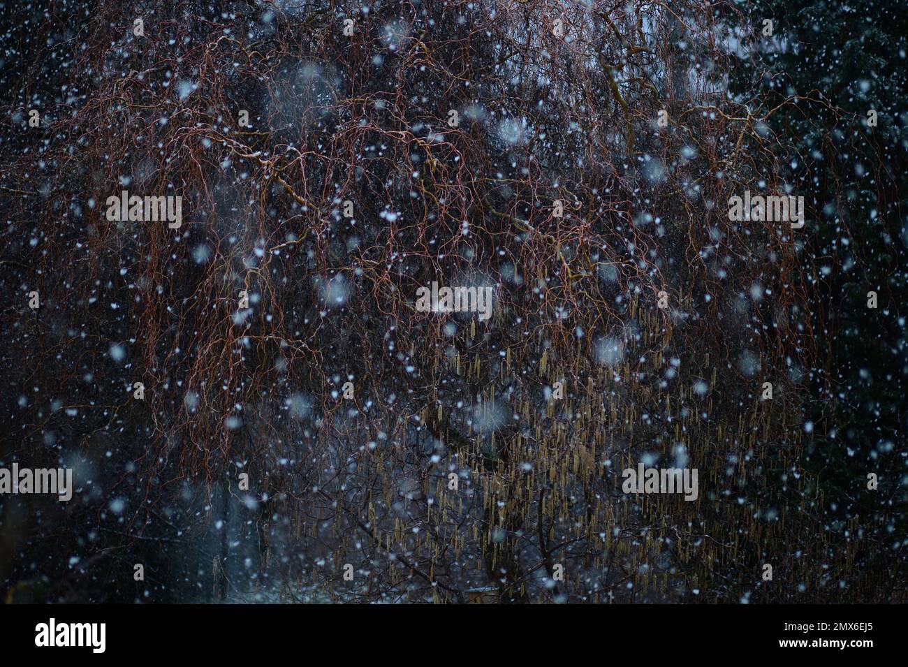Snow flurry with falling snowflakes allover and a background of a brown ...