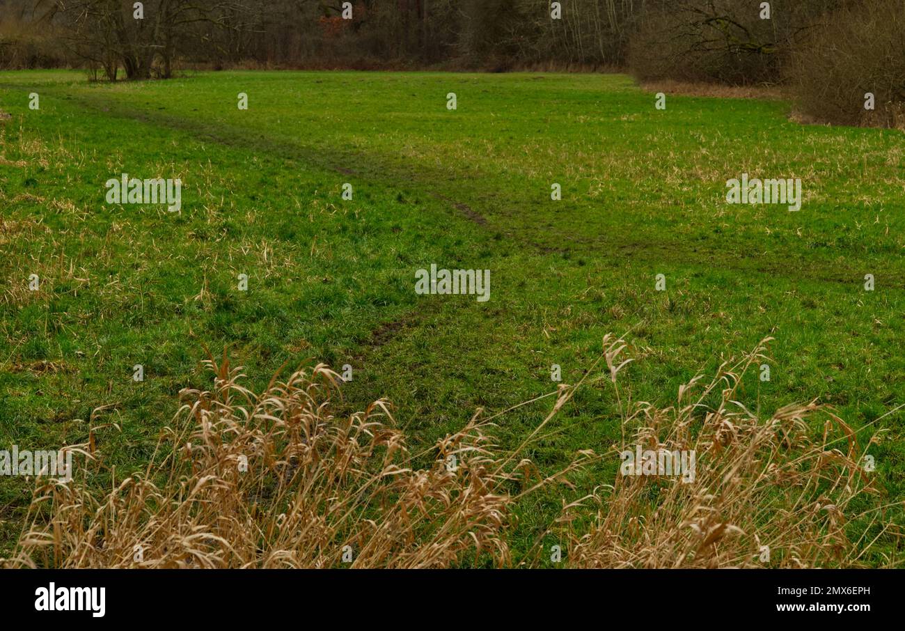 Three dirt trails converge within a large green meadow Stock Photo - Alamy