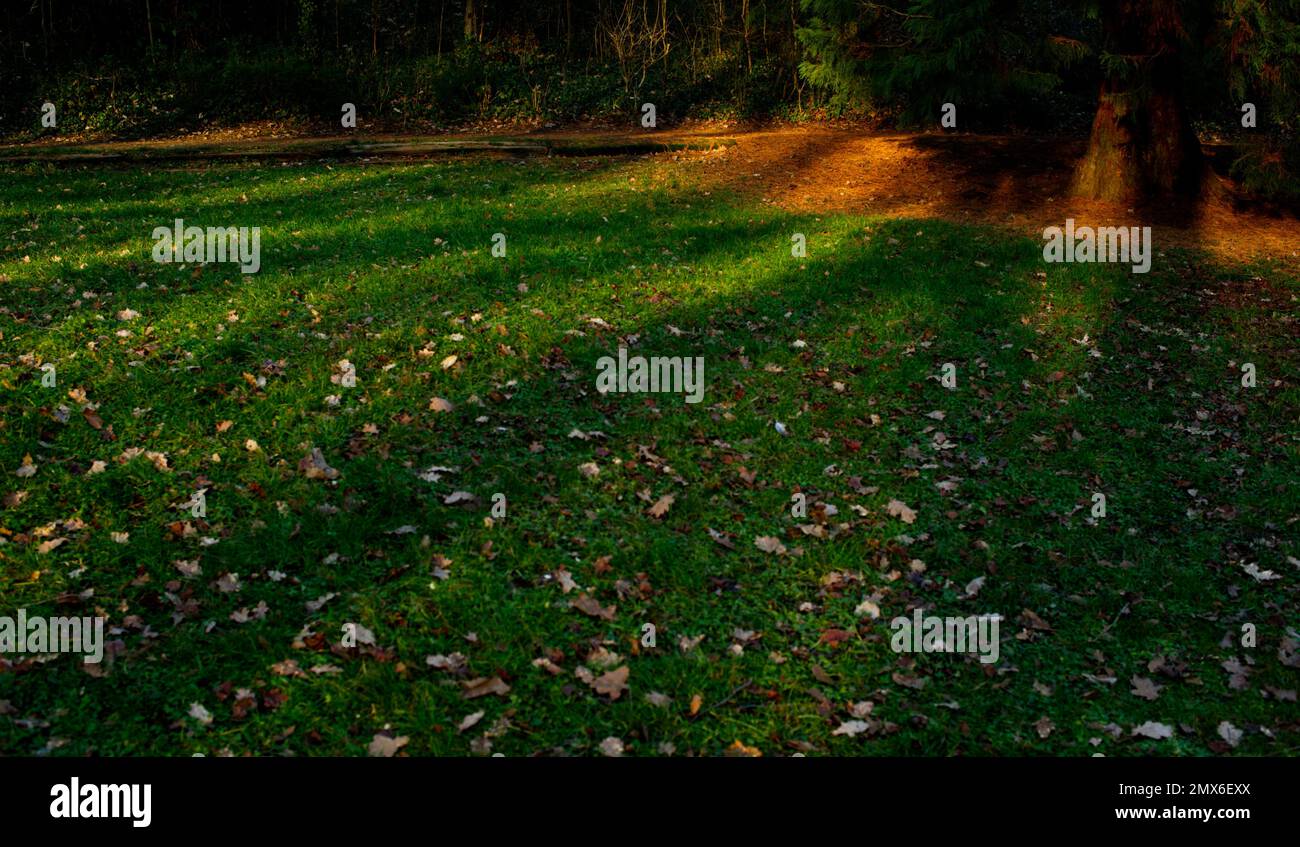 Large green meadow with multiple radiant shadows of trees as well as ...