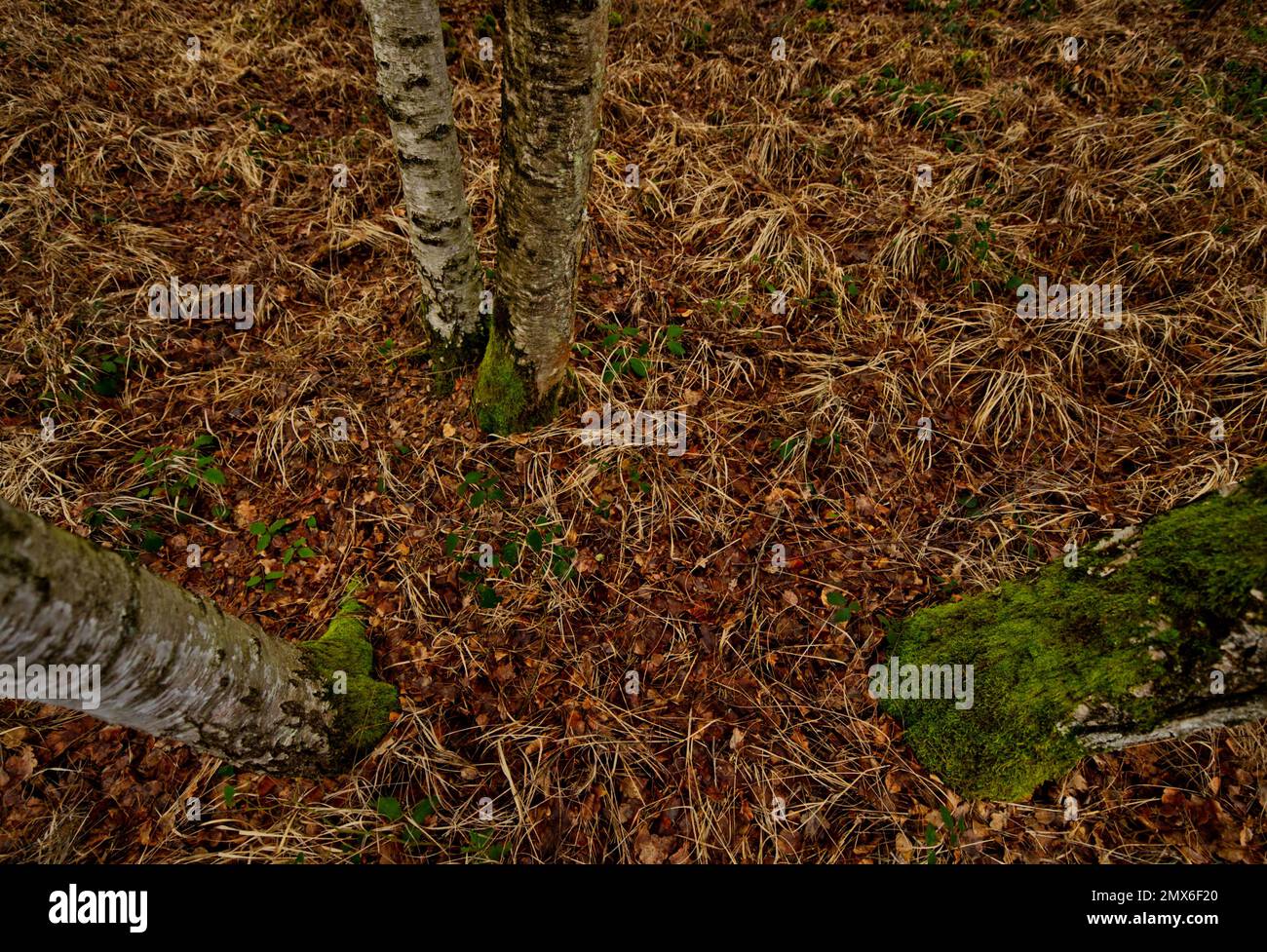 Birch floor hi-res stock photography and images - Alamy
