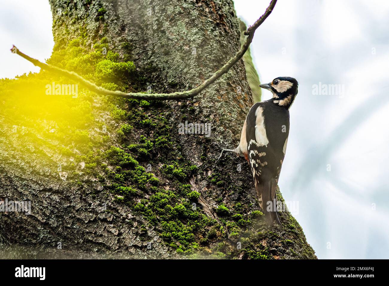 Great spotted woodpecker, a black and white bird, a female, perching on ...