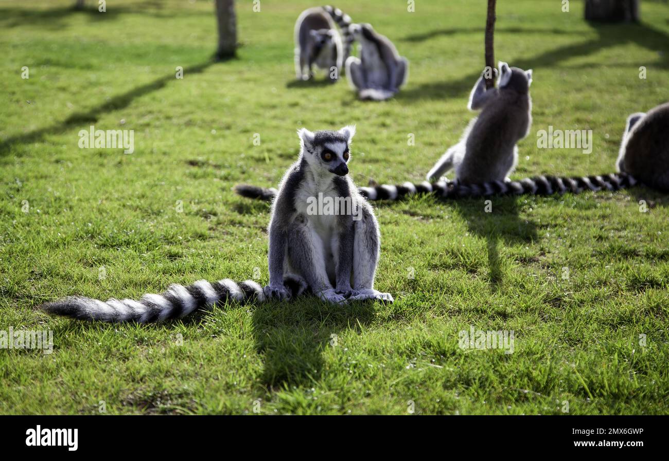 Detail of wild animals in nature, protection and animal care Stock ...