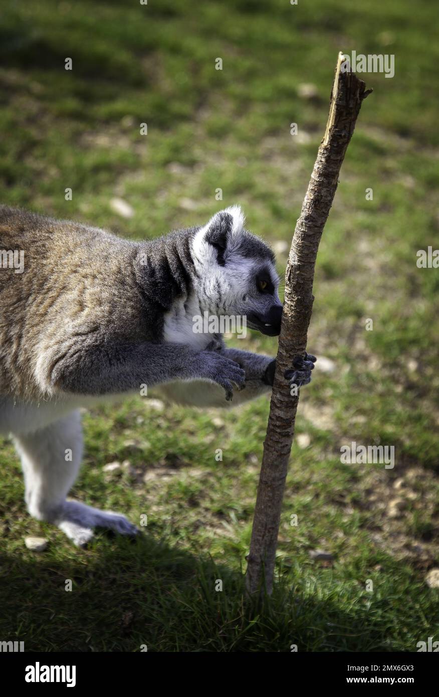 Detail of wild animals in nature, protection and animal care Stock ...