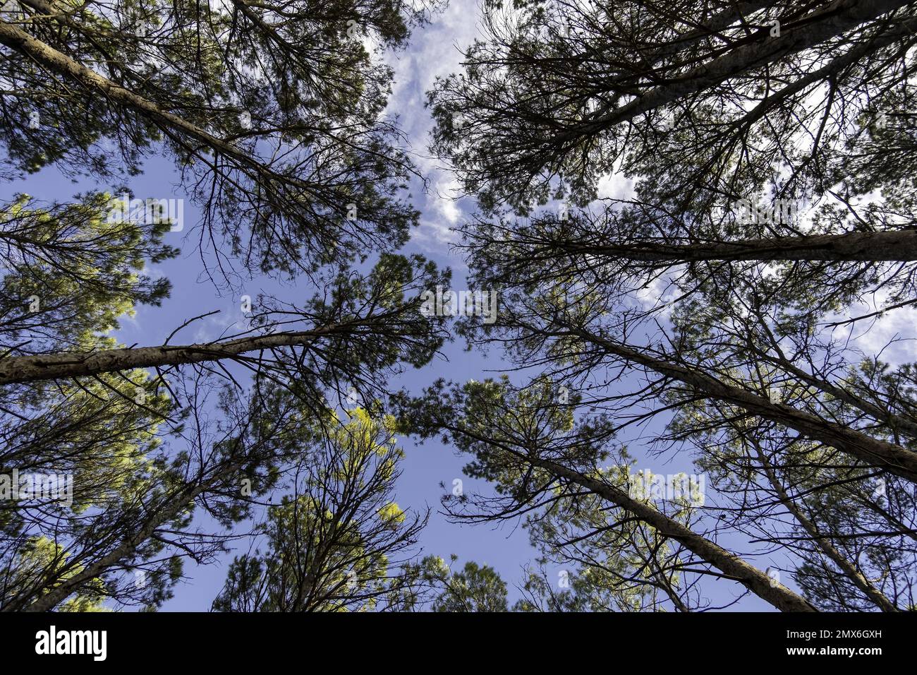 Detail of trees in a forest in nature, point of view Stock Photo - Alamy