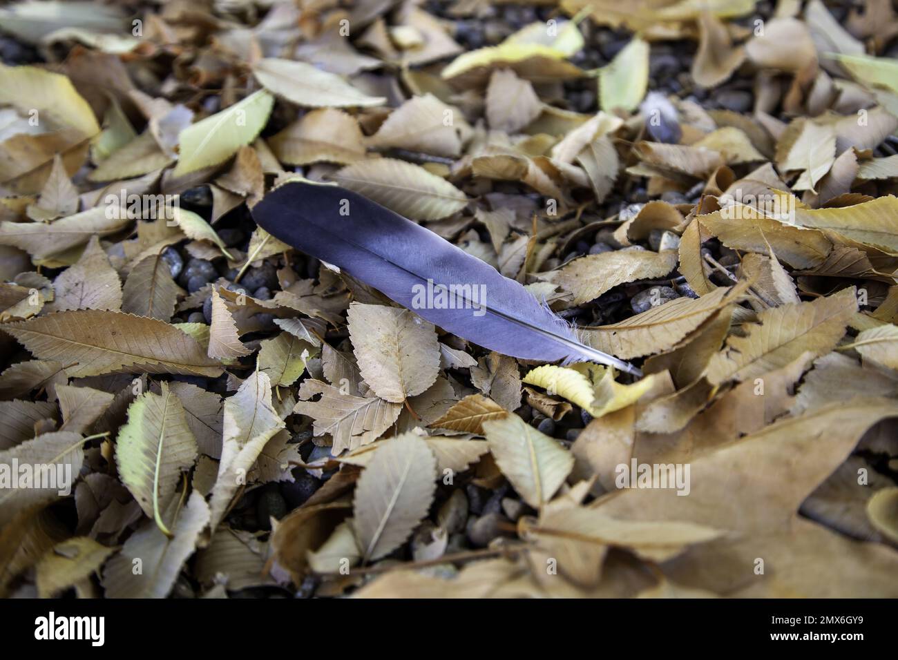 Detail of wild bird feather fallen in a forest in nature Stock Photo ...