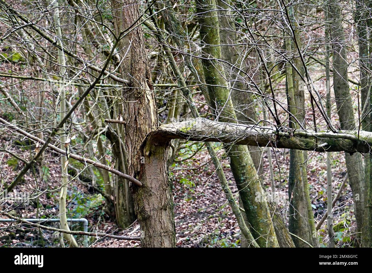 A large branch split from a tree Stock Photo - Alamy