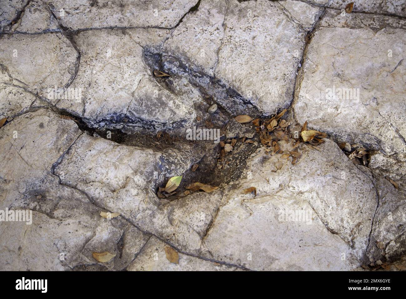 Detail of historical footprint of extinct animal, prehistory Stock ...