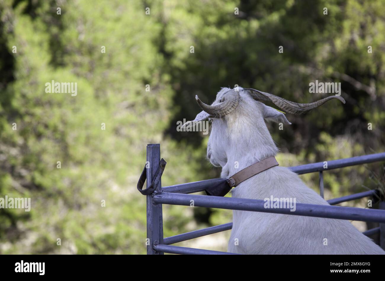 Detail of mammalian animal, animal exploitation, milk and meat Stock ...
