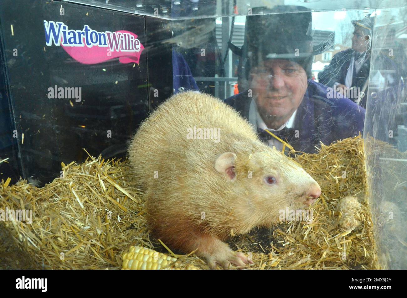 South Bruce Peninsula Mayor Garry Michi looks at Wiarton Willie in a ...