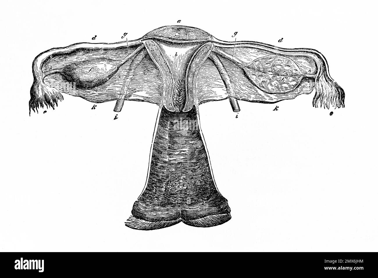 Reproductive System Female Drawing