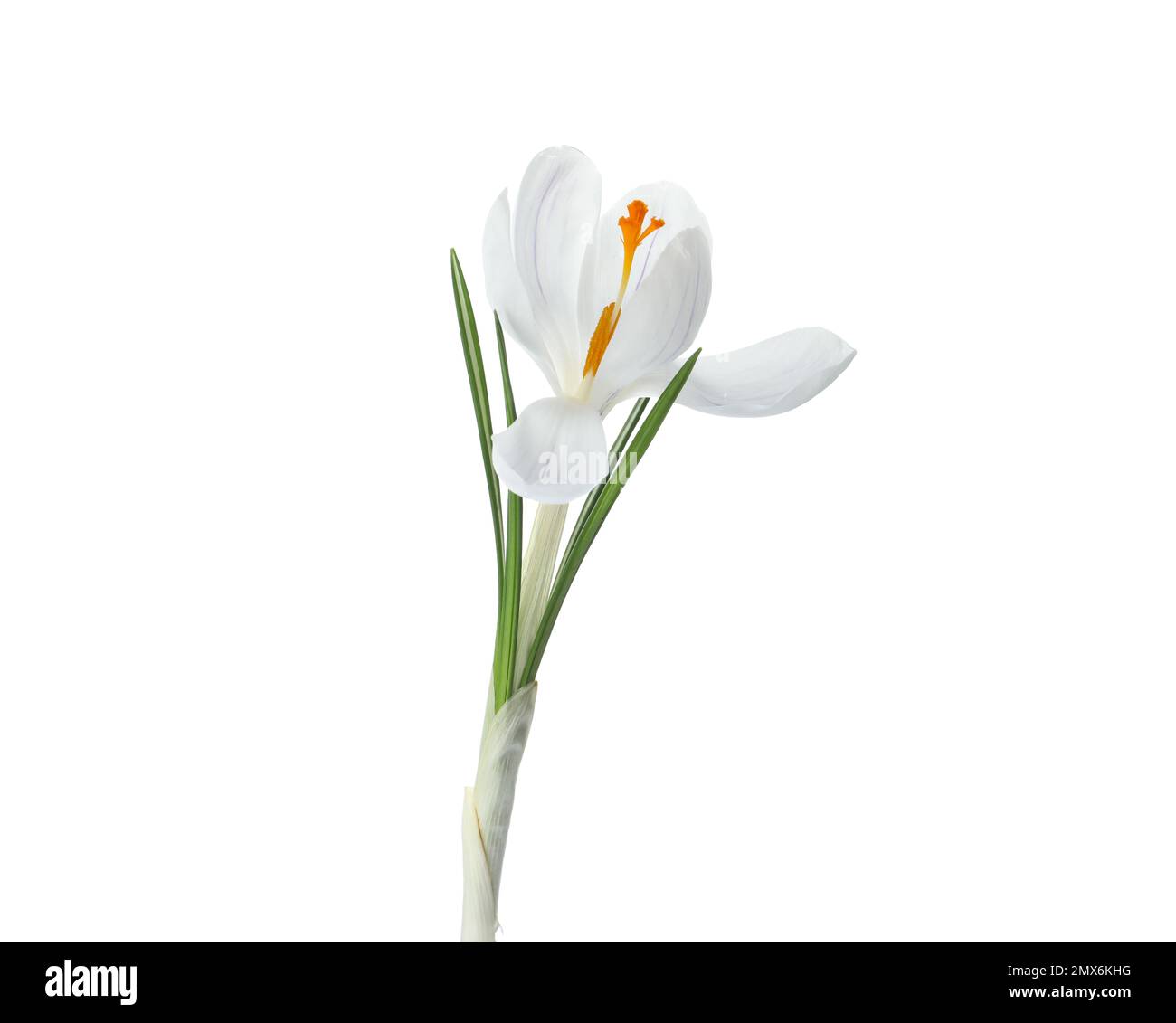 Photo of crocus flower Cut Out Stock Images & Pictures - Alamy