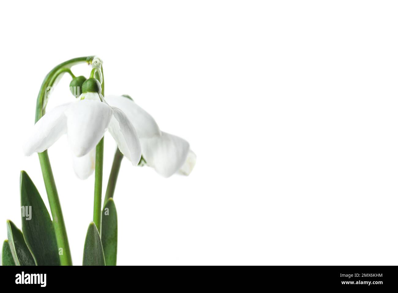 Beautiful snowdrop hi-res stock photography and images - Alamy