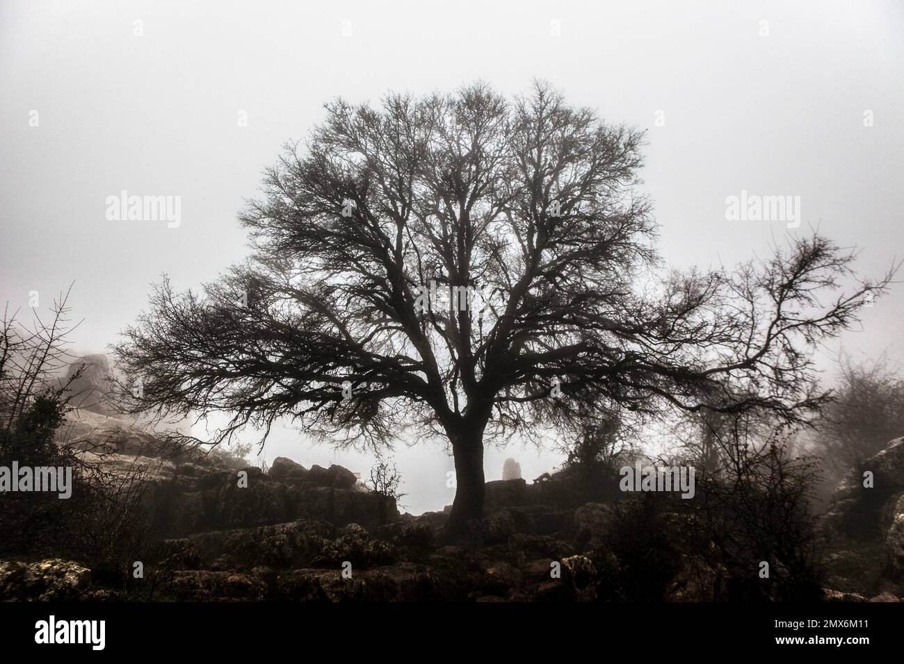Rock maple tree hi-res stock photography and images - Alamy
