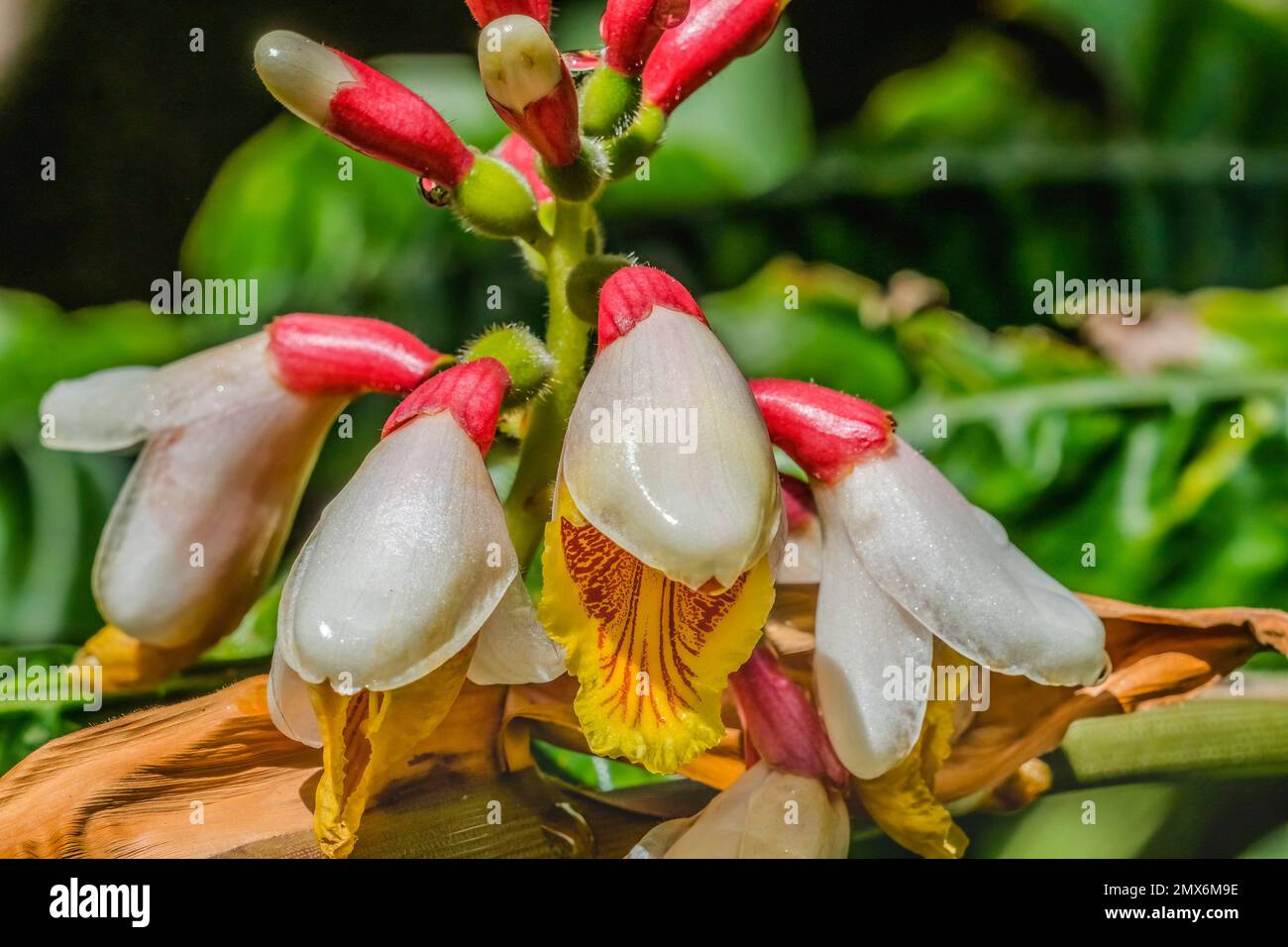 Florida shell ginger hi-res stock photography and images - Alamy