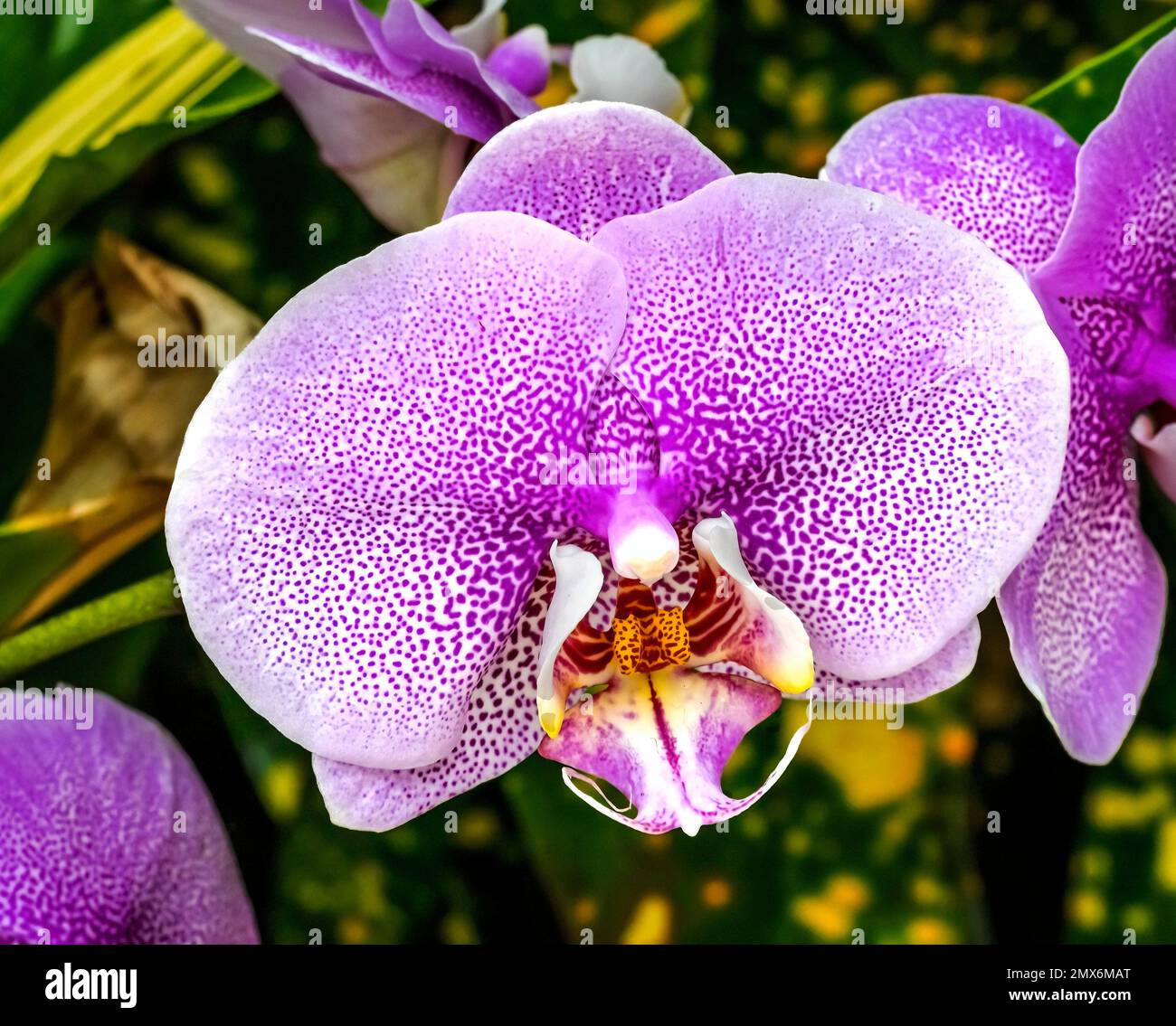 Phalaenopsis orchid leopard prince hi-res stock photography and images ...