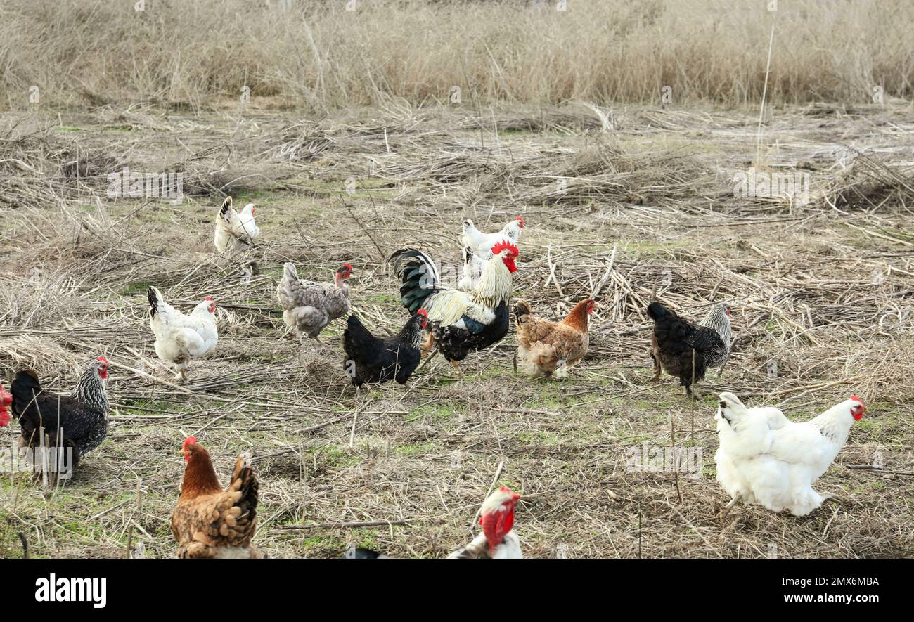 Flock of chickens and rooster in countryside Stock Photo - Alamy