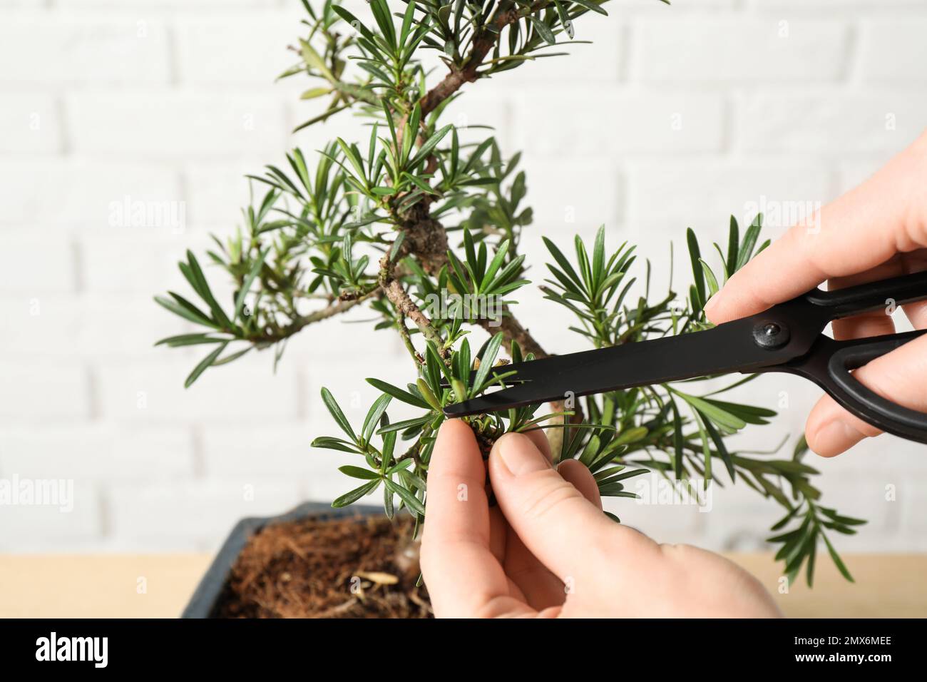 Woman trimming Japanese bonsai plant, closeup. Creating zen atmosphere ...